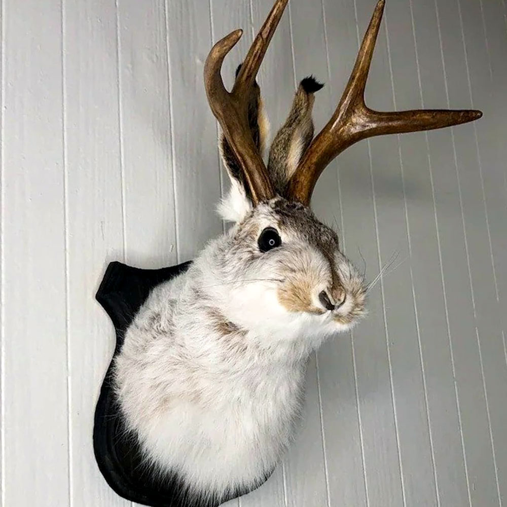 Handcrafted Faux Fur Jackalope Mount - Mythical White Hare with Antlers ...